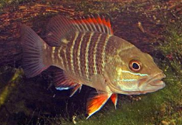 Mangrove Red Snapper (Lutjanus argentimaculatus) - TRiN's Tropical Fish