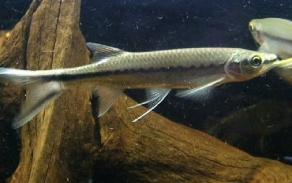 Silver Apollo Shark (Luciosoma sp.) - TRiN's Tropical Fish