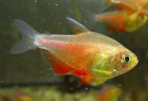 Von Rio Orange Flame Tetra - TRiN's Tropical Fish Von Rio Orange Flame Tetra - TRiN's Tropical Fish