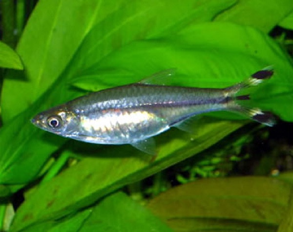 Scissortail Rasbora - TRiN's Tropical Fish