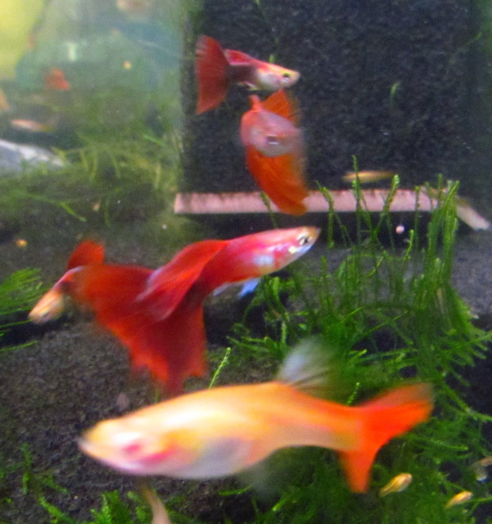 Red Guppy - TRiN's Tropical Fish