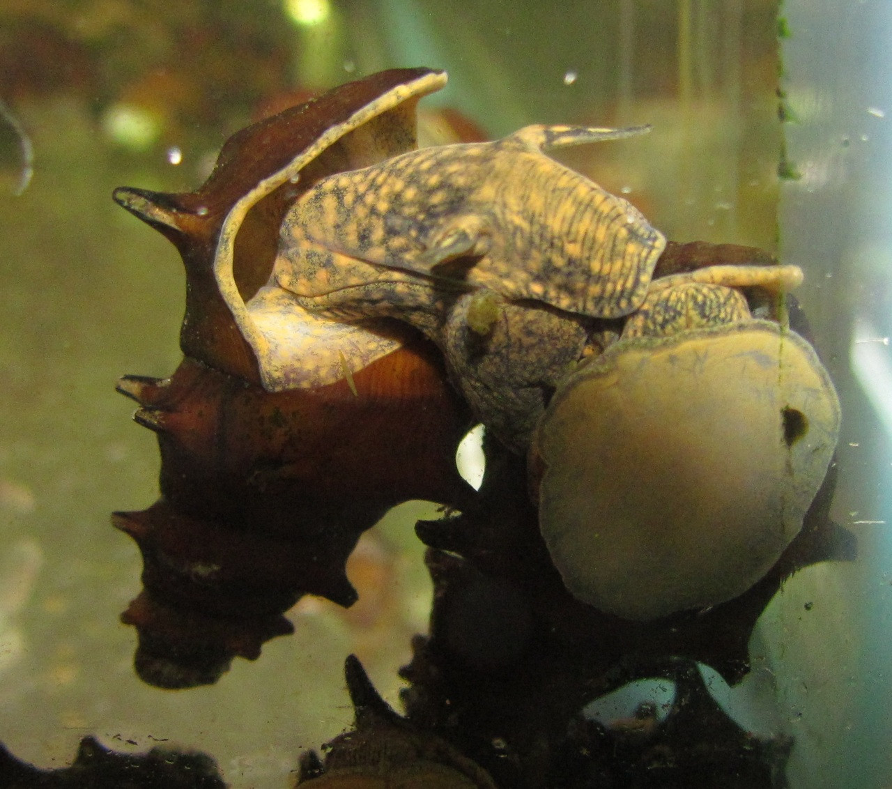 Pagoda Spiky Snail - TRiN's Tropical Fish