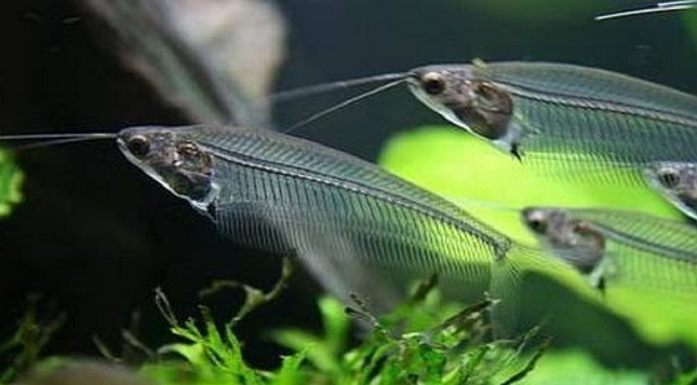 Ghost Glass Catfish (Kryptopterus bicirrhis) - TRiN's Tropical Fish