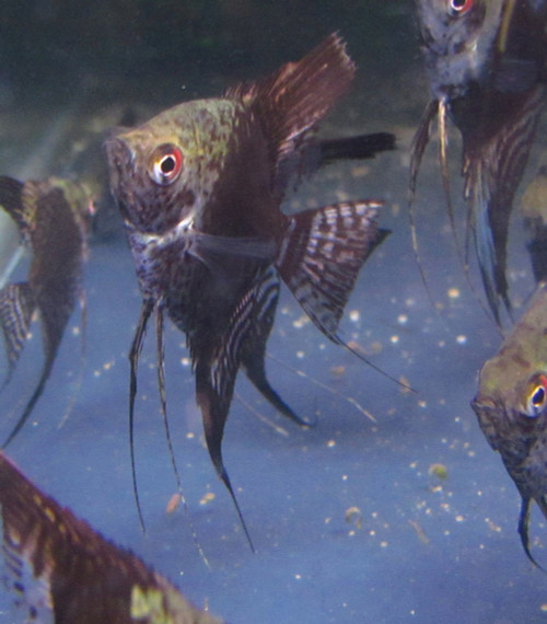 Leopard Angelfish - TRiN's Tropical Fish