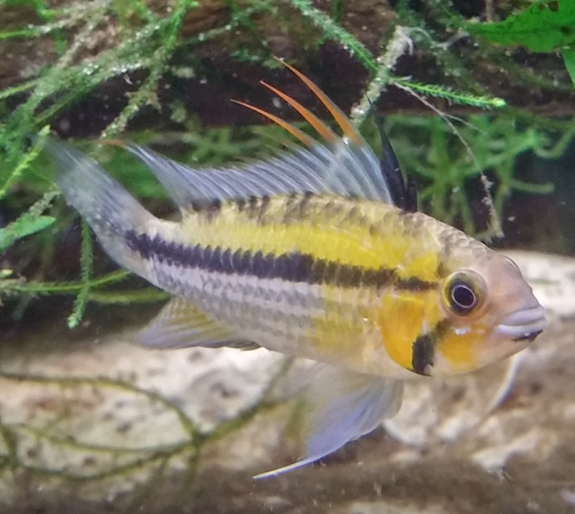 Apistogramma Cacatuoides Wild - TRiN's Tropical Fish