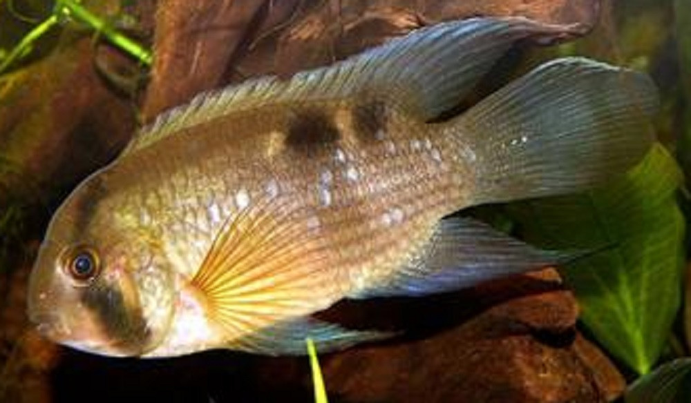 3-4" Keyhole Cichlid - TRiN's Tropical Fish