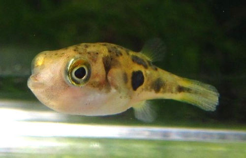 Pea Puffer - TRiN's Tropical Fish