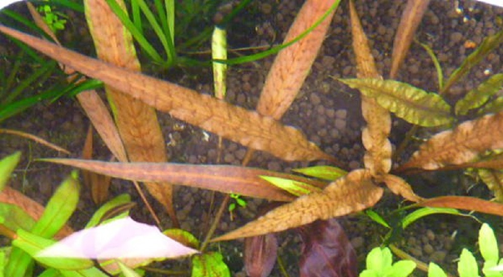 Crypt Albida - TRiN's Tropical Fish