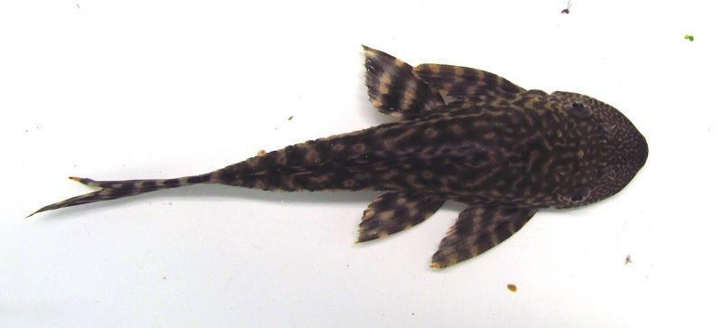 Common Pleco - TRiN's Tropical Fish