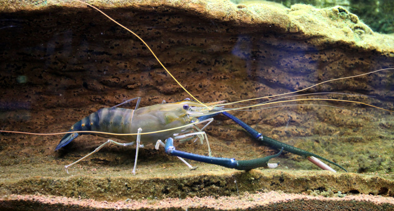 Giant Freshwater Prawn - TRiN's Tropical Fish