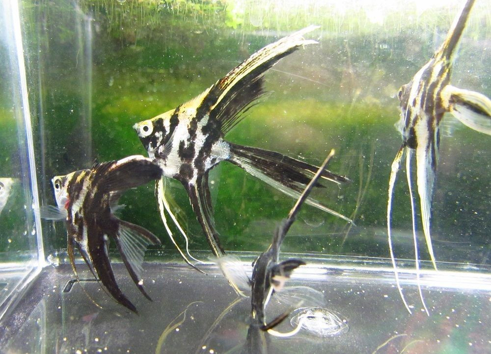 Marble Veil Angelfish - TRiN's Tropical Fish