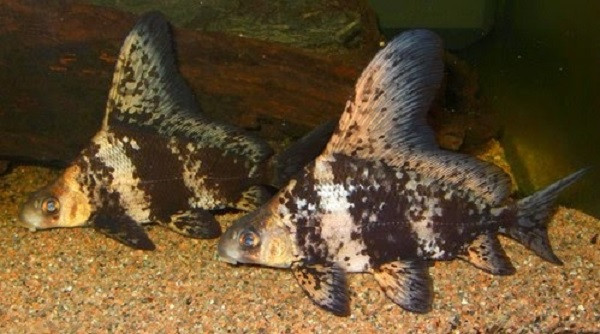 Chinese High-Fin Banded Shark - TRiN's Tropical Fish