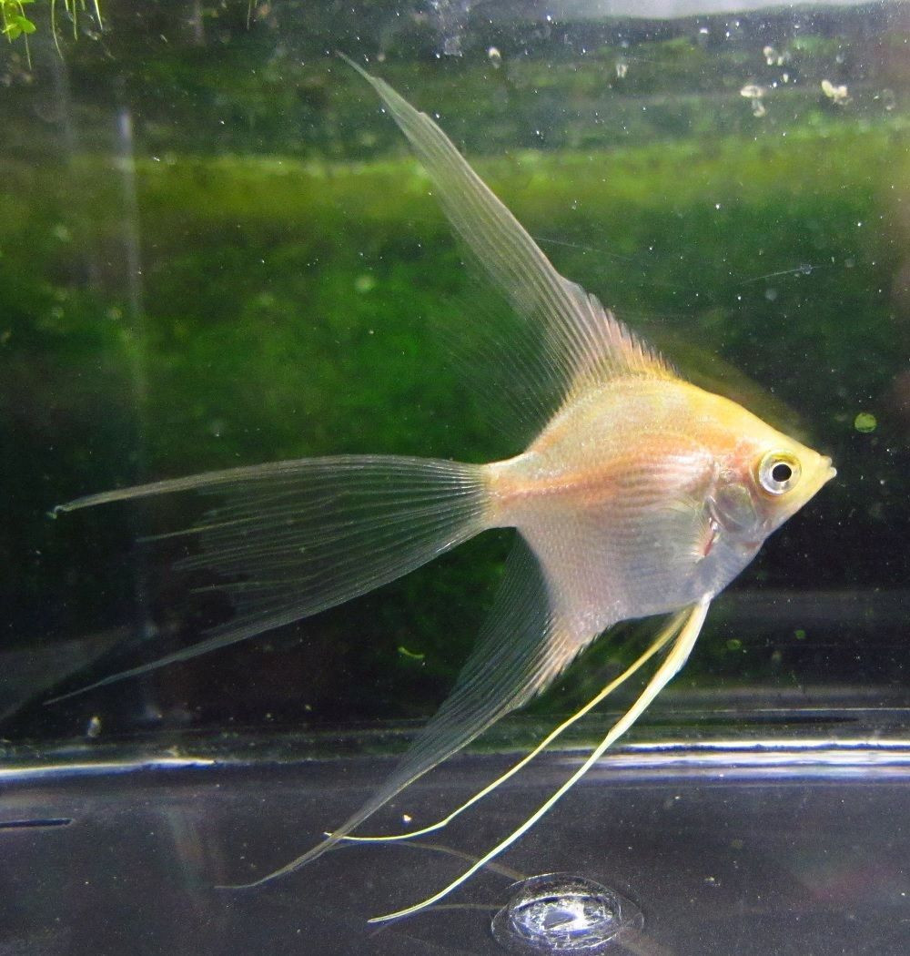 Gold Veil Angelfish - TRiN's Tropical Fish