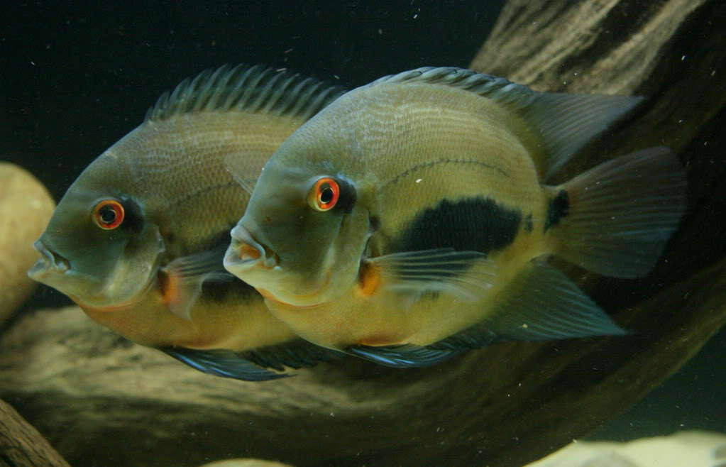 Urau Cichlid - TRiN's Tropical Fish