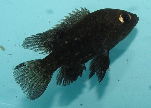 Paratilapia Polleni Cichlid - TRiN's Tropical Fish