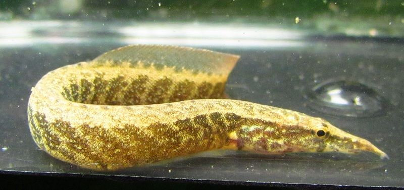 Zig Zag Eel - TRiN's Tropical Fish