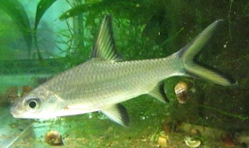 Bala Shark - TRiN's Tropical Fish