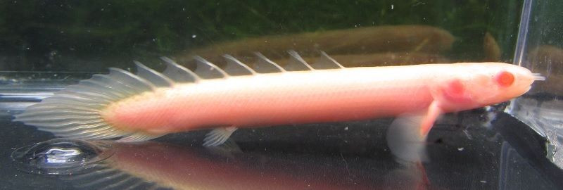 ☺TRiN's Tropical Fish | Albino Bichir (Polypterus)