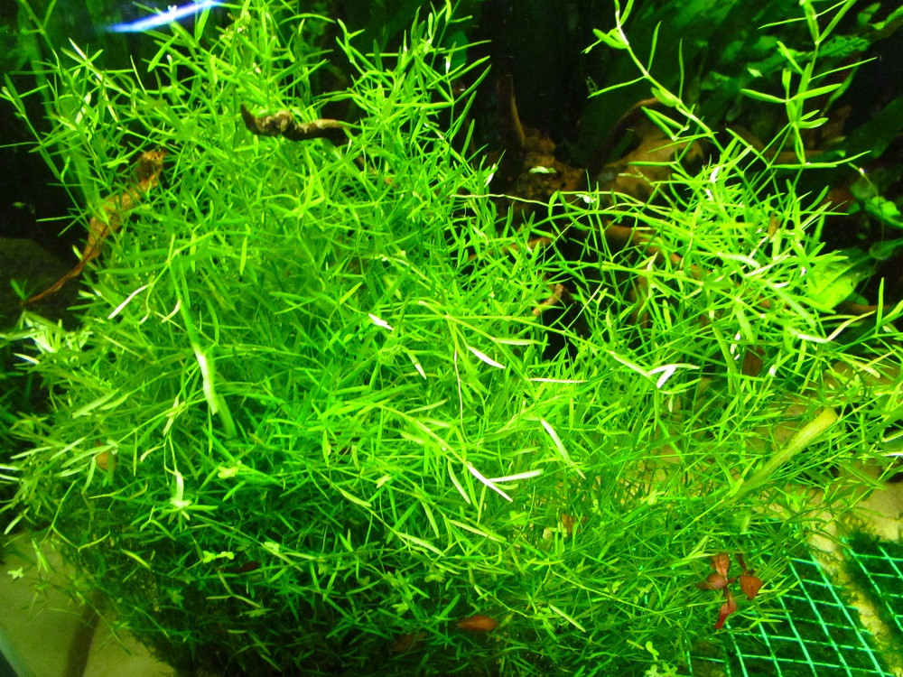 Microcarpaea Minima Bunch - TRiN's Tropical Fish