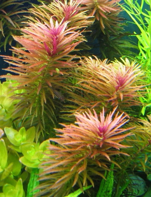 Limnophila Aromatica Bunch - TRiN's Tropical Fish