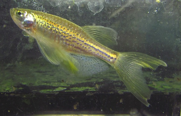 Longfin Leopard Danio - TRiN's Tropical Fish
