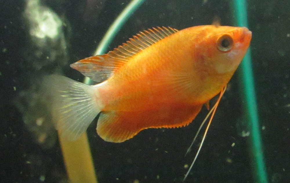 Dwarf Red Robin Honey Gourami - TRiN's Tropical Fish