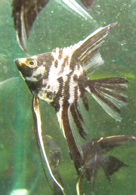 Marble Angelfish - TRiN's Tropical Fish