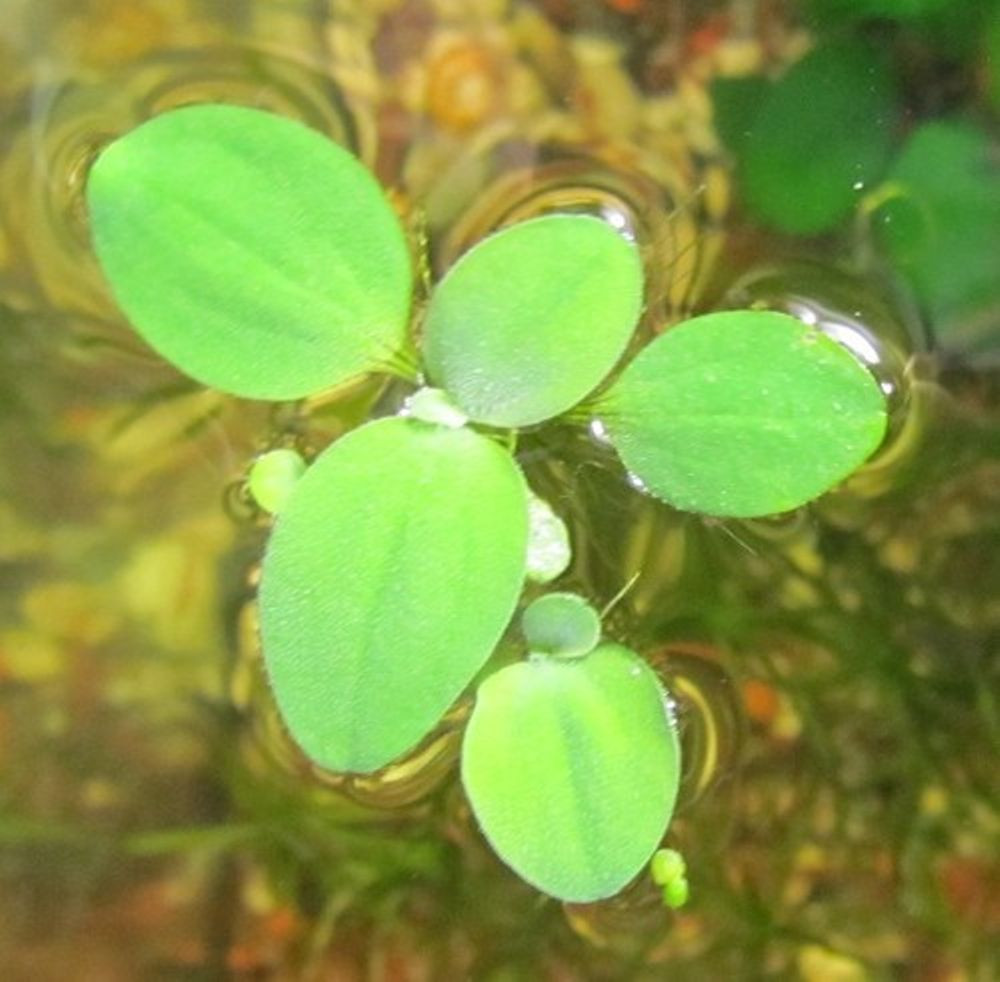 5 SMALL Dwarf Water Lettuce - TRiN's Tropical Fish
