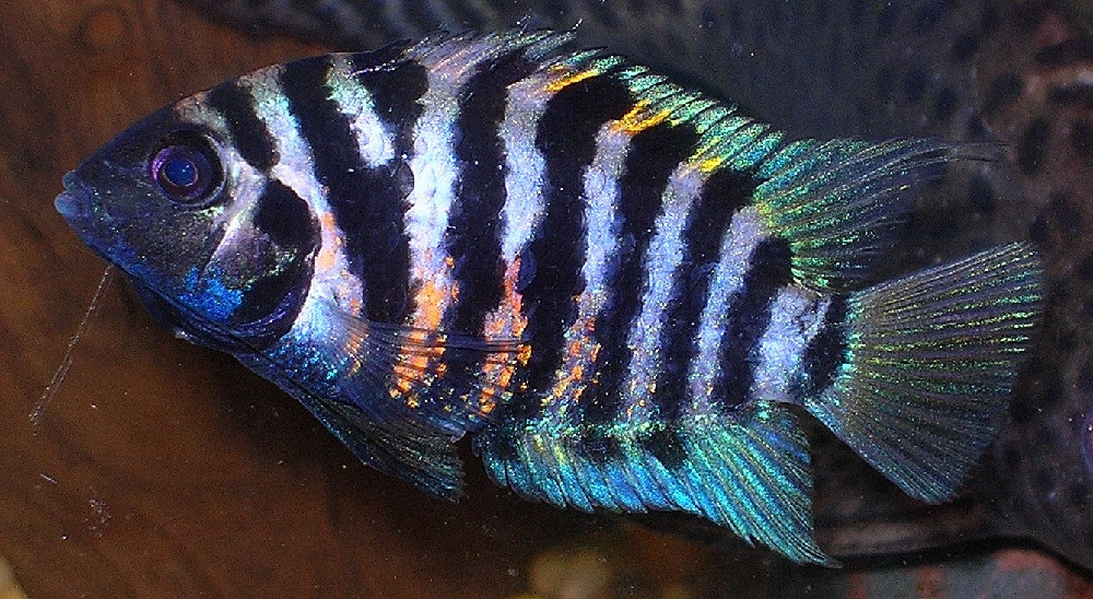 Convict Cichlid - TRiN's Tropical Fish