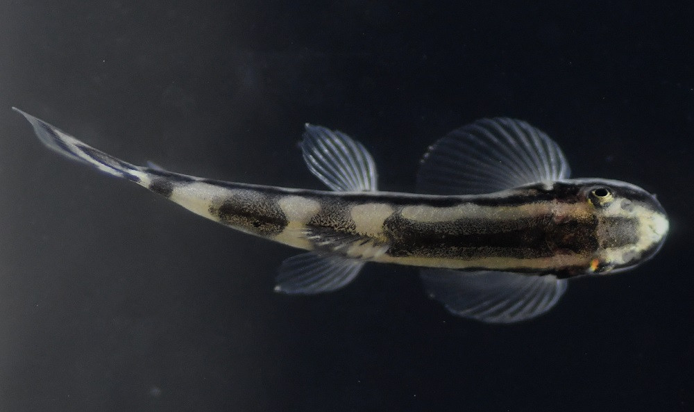 Lined Panda Loach - TRiN's Tropical Fish