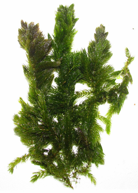 5 Stems Hornwort Floating Plant - TRiN's Tropical Fish