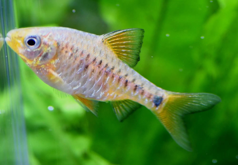 Checkerboard Barb (Puntius oligolepis) for sale