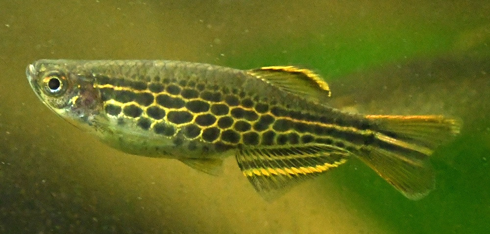 5 Orange-finned Danio Kyathit - TRiN's Tropical Fish