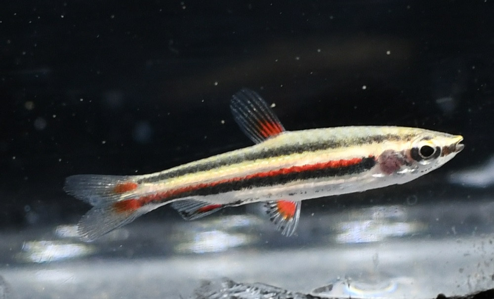 Dwarf Pencilfish Nannostomus Marginatus - TRiN's Tropical Fish
