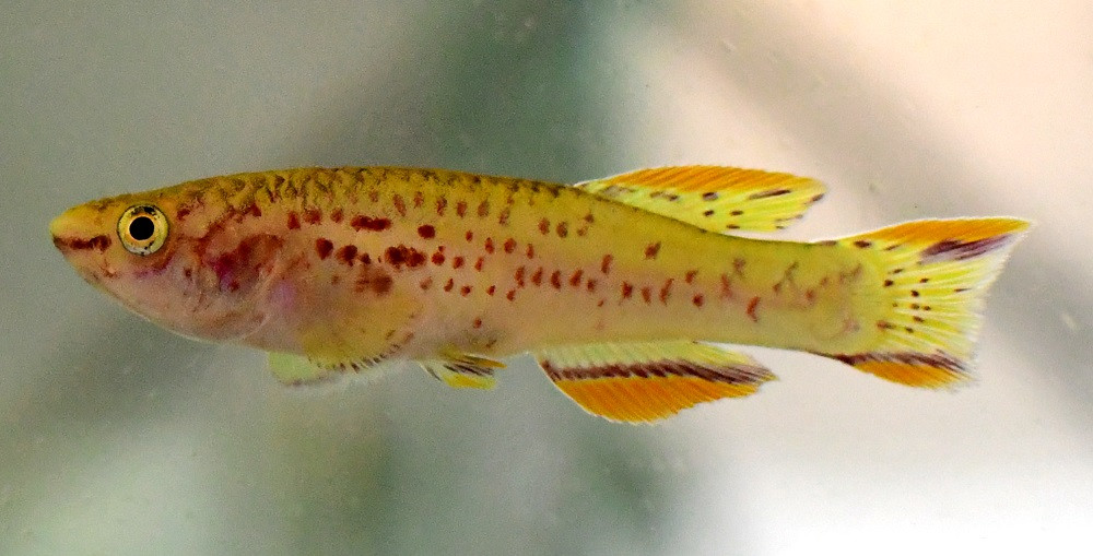 Pair Fundulopanchax gardneri "Gold" Killifish - TRiN's Tropical Fish