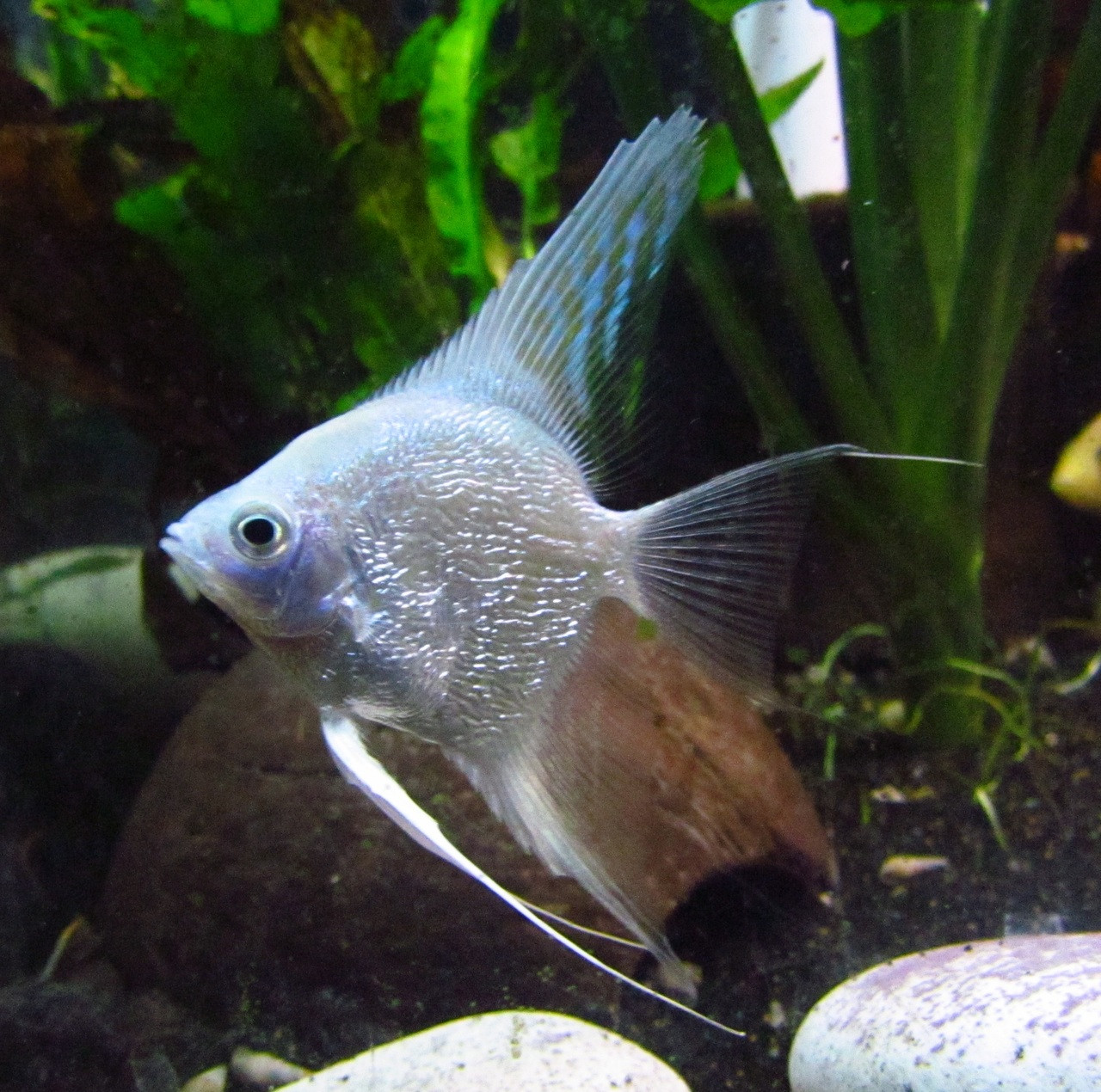 Platinum Angelfish - TRiN's Tropical Fish