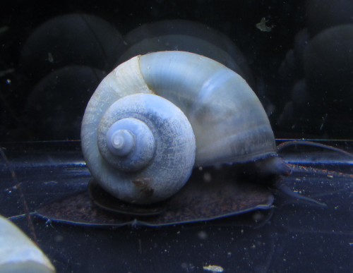Blue Mystery Snail - TRiN's Tropical Fish