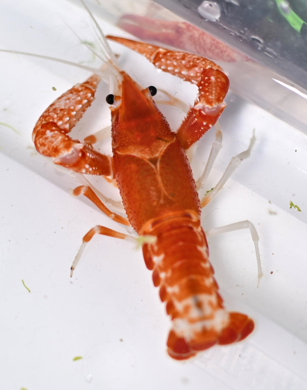 Orange Ghost Crayfish - TRiN's Tropical Fish