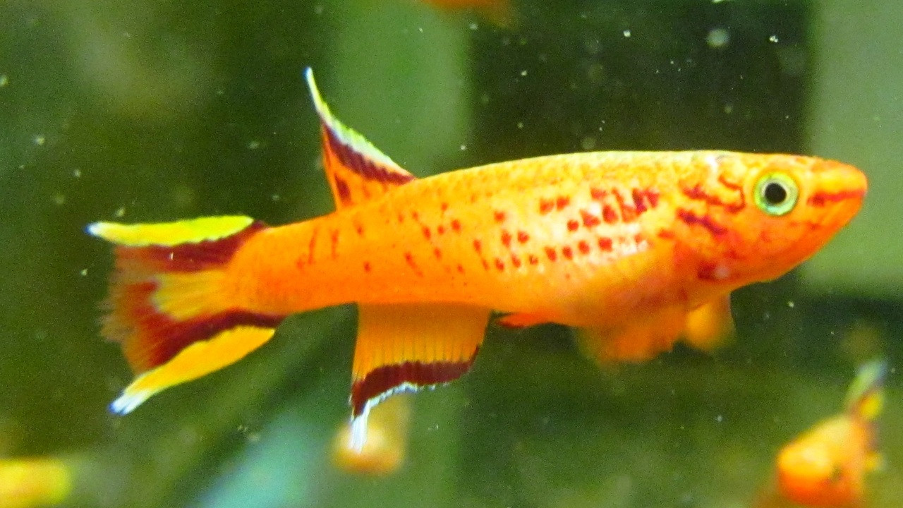 Aphyosemion Australe Lyretail Killifish Male - TRiN's Tropical Fish