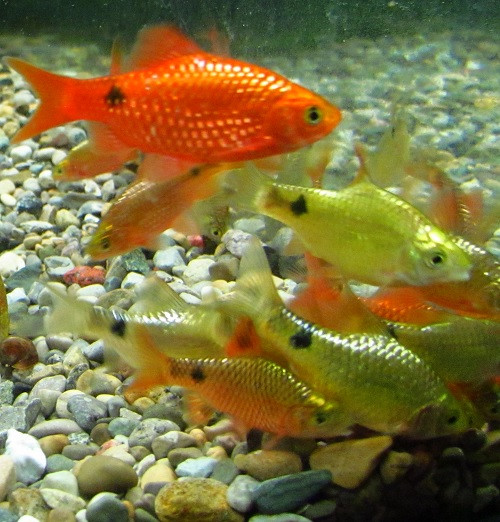 6 Neon Rosey Barb - TRiN's Tropical Fish