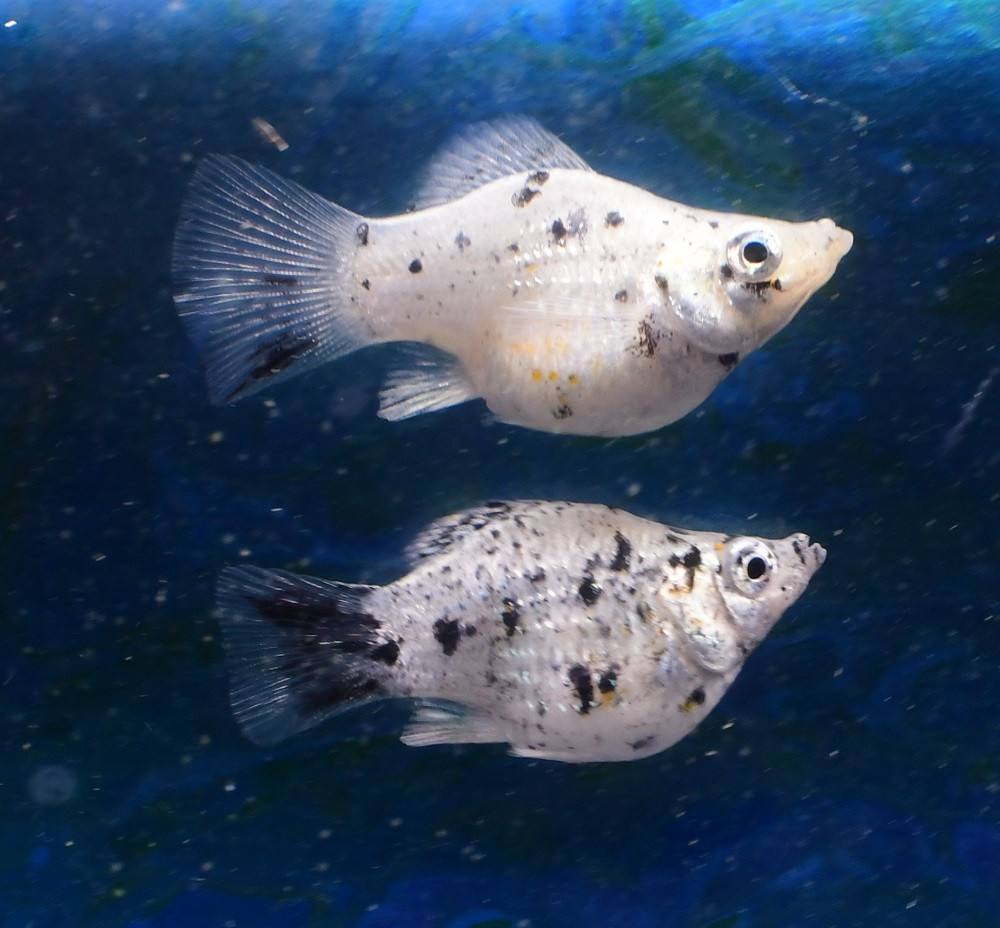 Dalmation Balloon Molly - TRiN's Tropical Fish