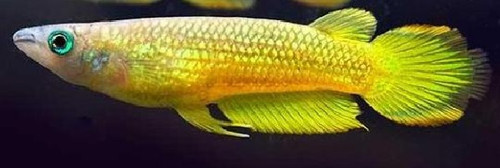 Golden Wonder Killifish - TRiN's Tropical Fish