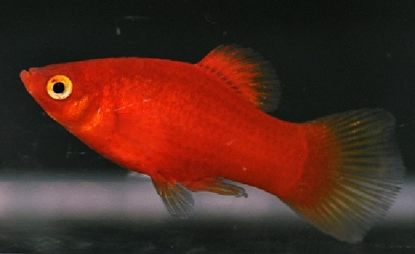 Red Platy - TRiN's Tropical Fish
