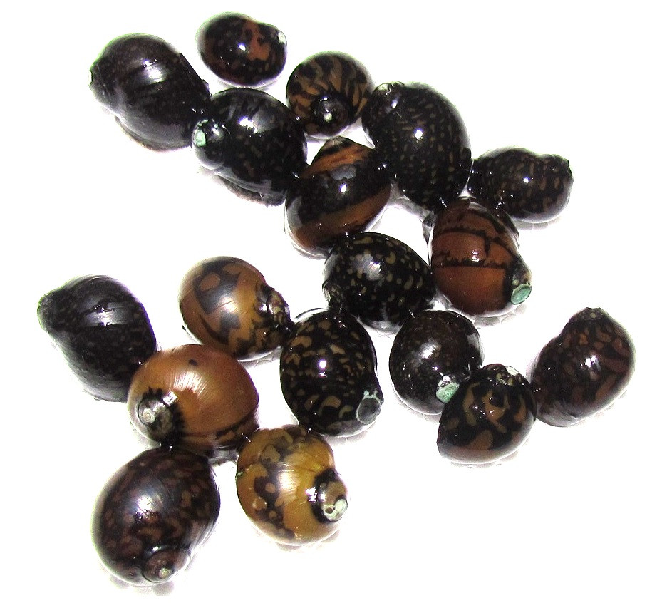 Batik Nerite Snail - TRiN's Tropical Fish