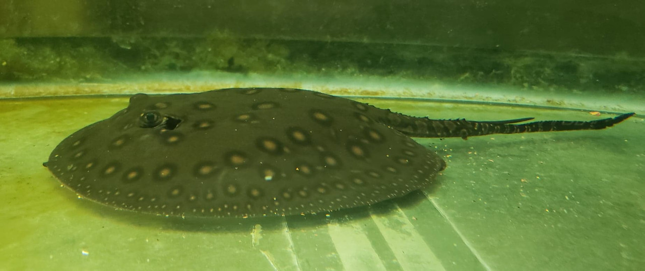 Male Motoro Stingray Pup - TRiN's Tropical Fish