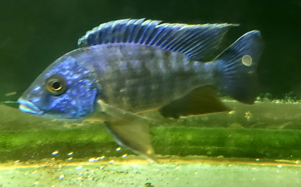 5" Blue Peacock Cichlid - TRiN's Tropical Fish