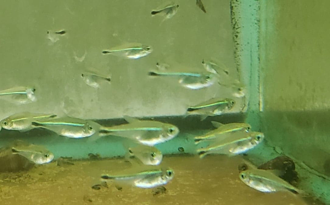 6 Rio Meta Tetra Hyphessobrycon metae - TRiN's Tropical Fish