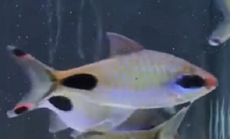 Filament Barbs - TRiN's Tropical Fish