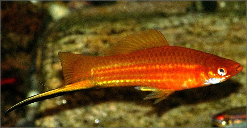 Orange Swordtail - TRiN's Tropical Fish