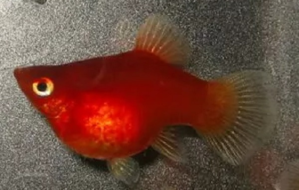 Dwarf Teacup Red Platy - TRiN's Tropical Fish